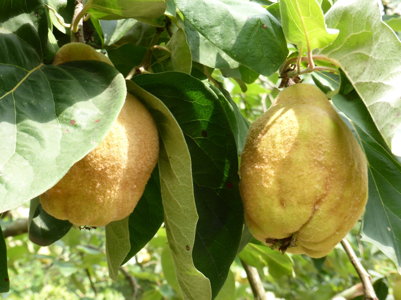 Prachtige kweeperen te koop - Naturentuin Goirle - Anneke Scholte