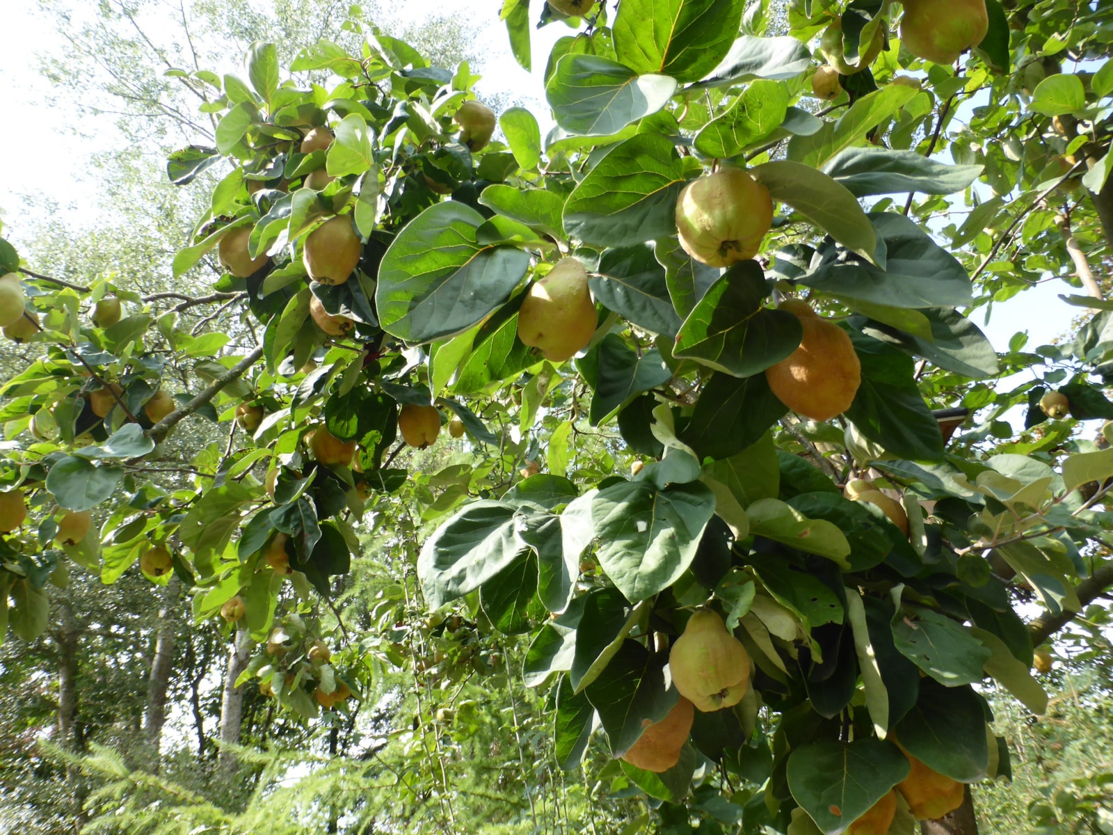 Prachtige kweeperen te koop - Naturentuin Goirle - Anneke Scholte